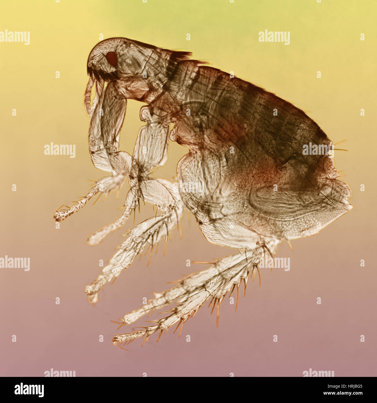 Hund floh vergrößert -Fotos und -Bildmaterial in hoher Auflösung – Alamy