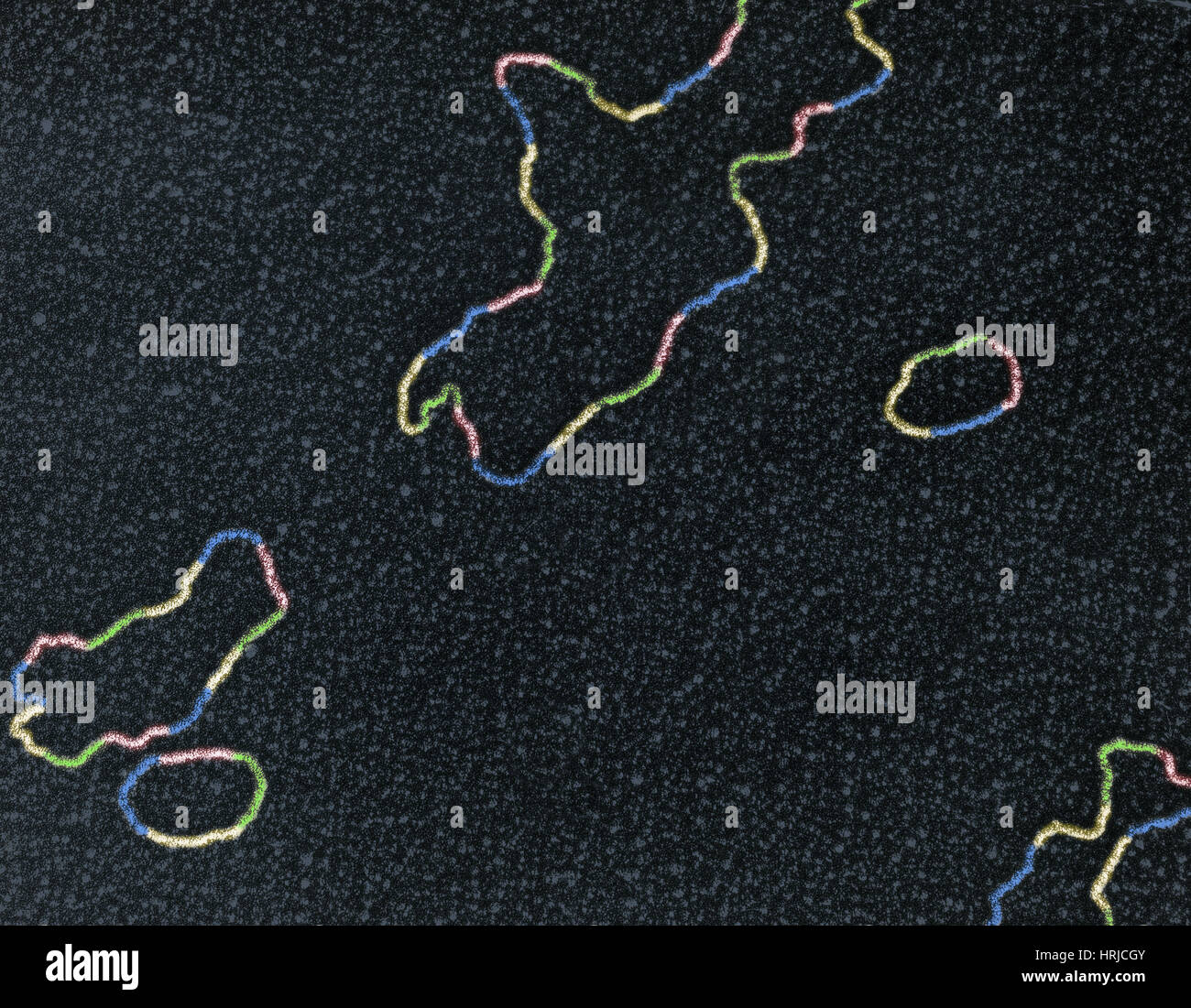 Dna rekombination -Fotos und -Bildmaterial in hoher Auflösung – Alamy