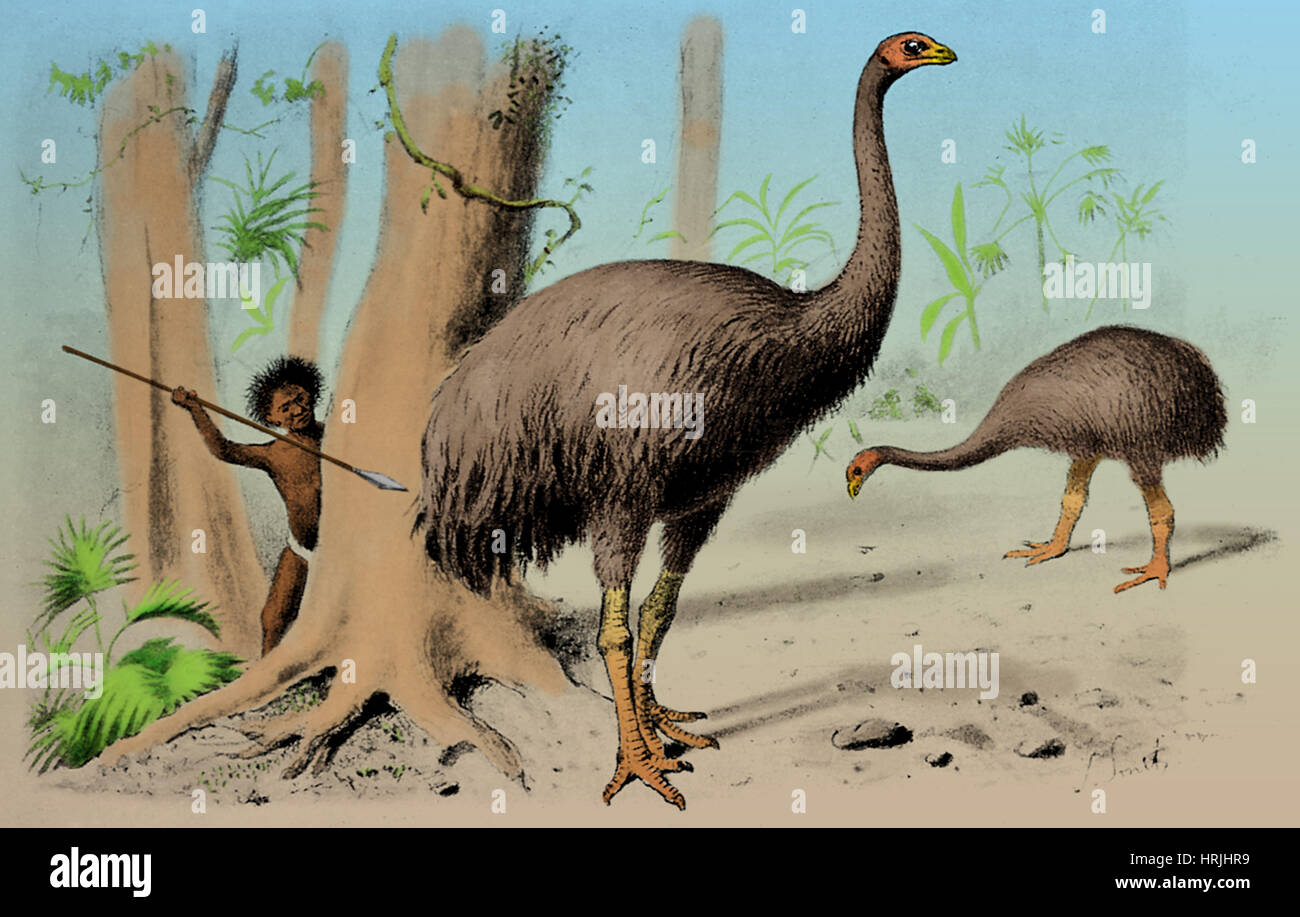 Flightless Moa Stockfotos und -bilder Kaufen - Alamy