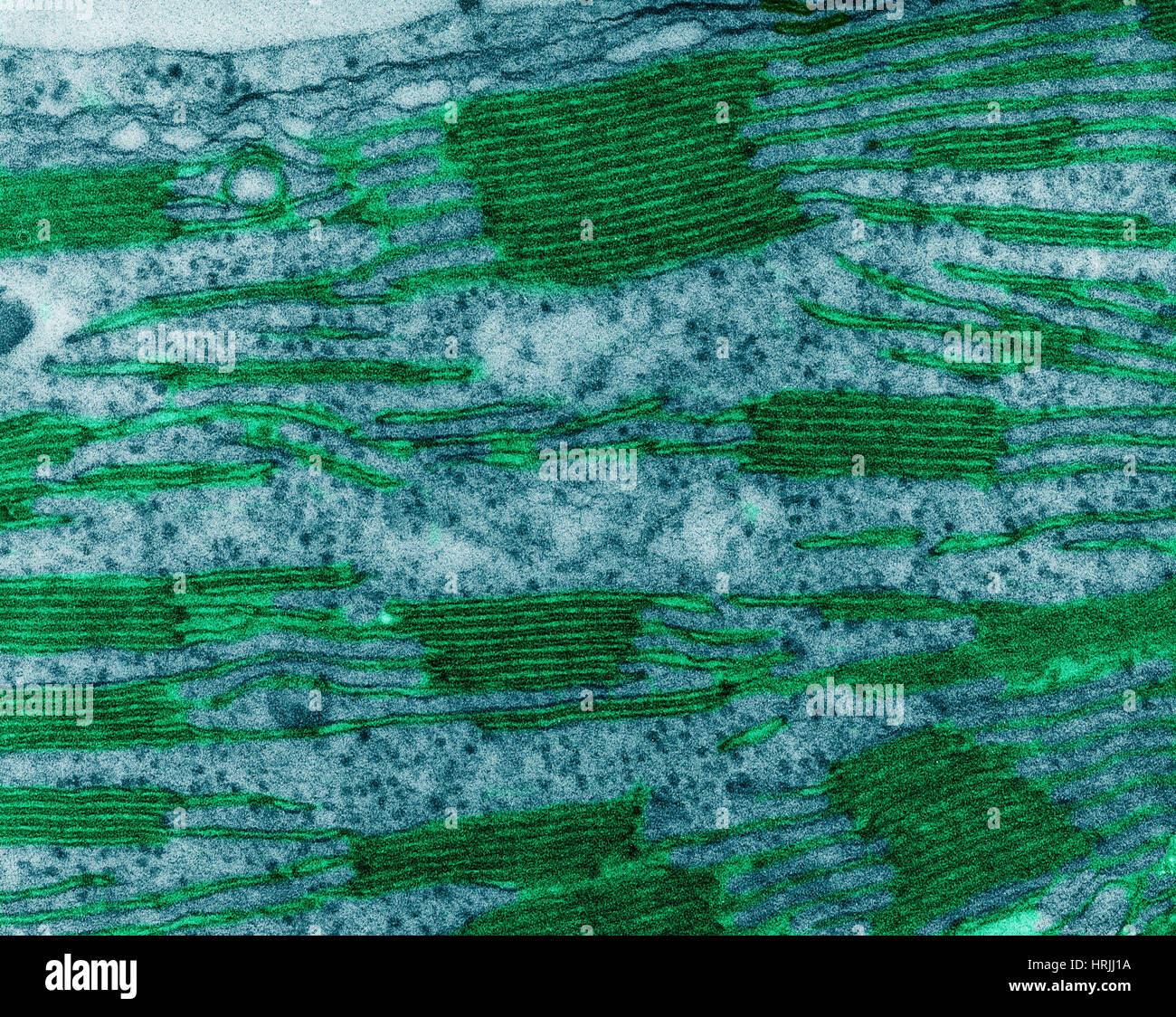 Chloroplast Micrograph Stockfotos und -bilder Kaufen - Alamy