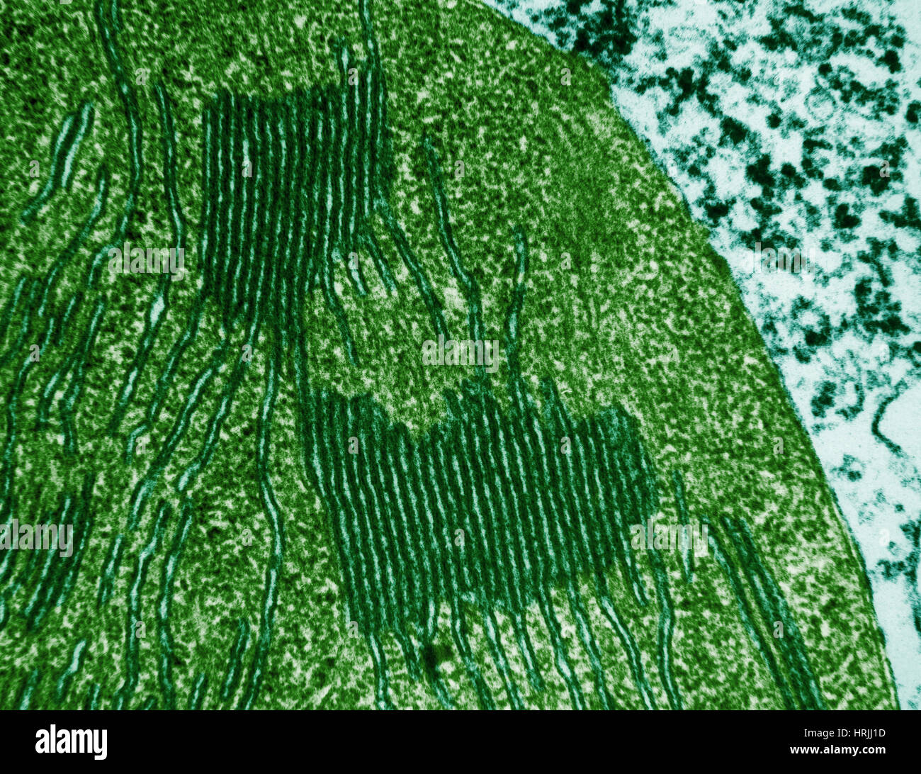 Chloroplast tem -Fotos und -Bildmaterial in hoher Auflösung – Alamy