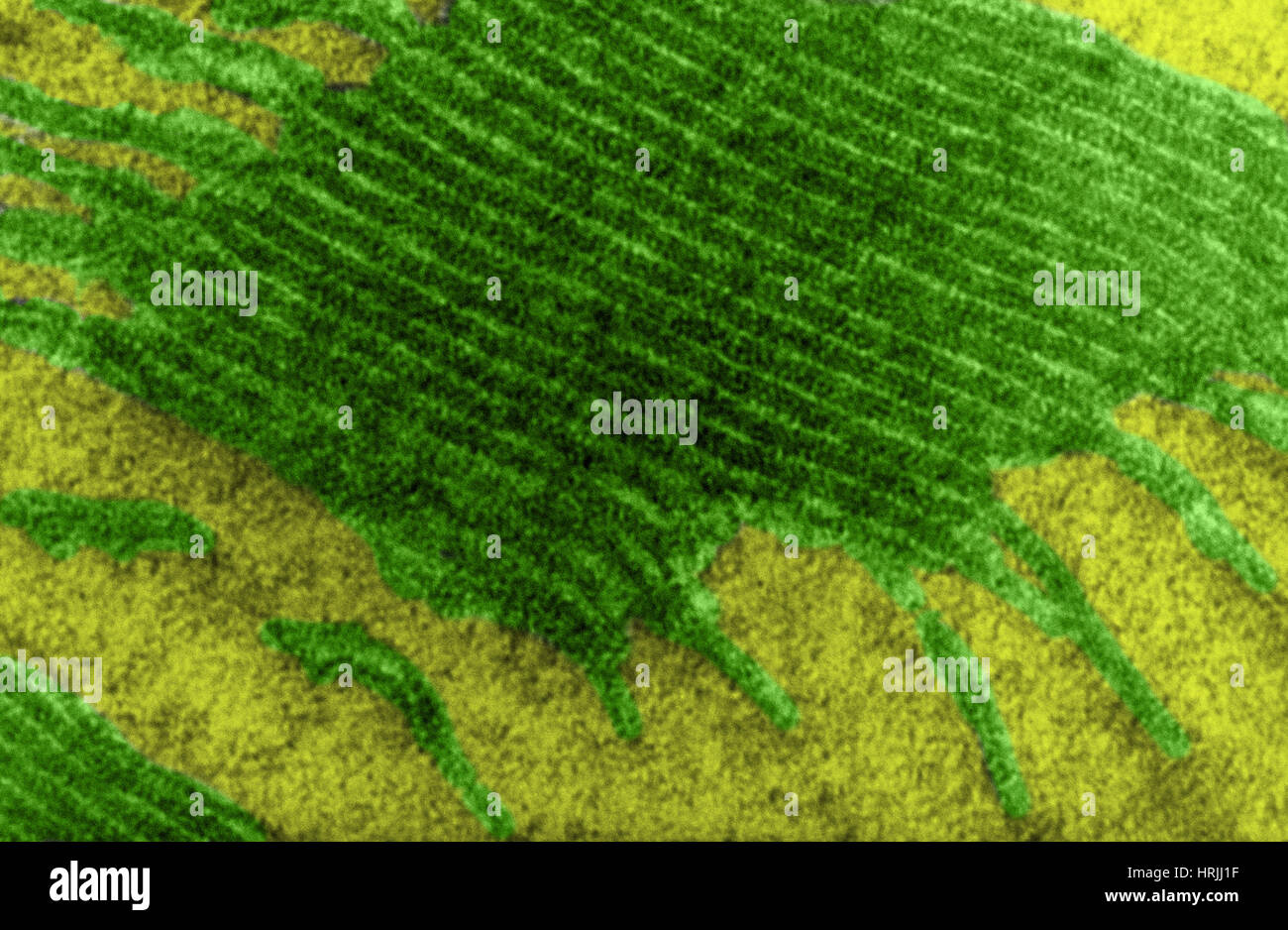 Chloroplast grana -Fotos und -Bildmaterial in hoher Auflösung – Alamy