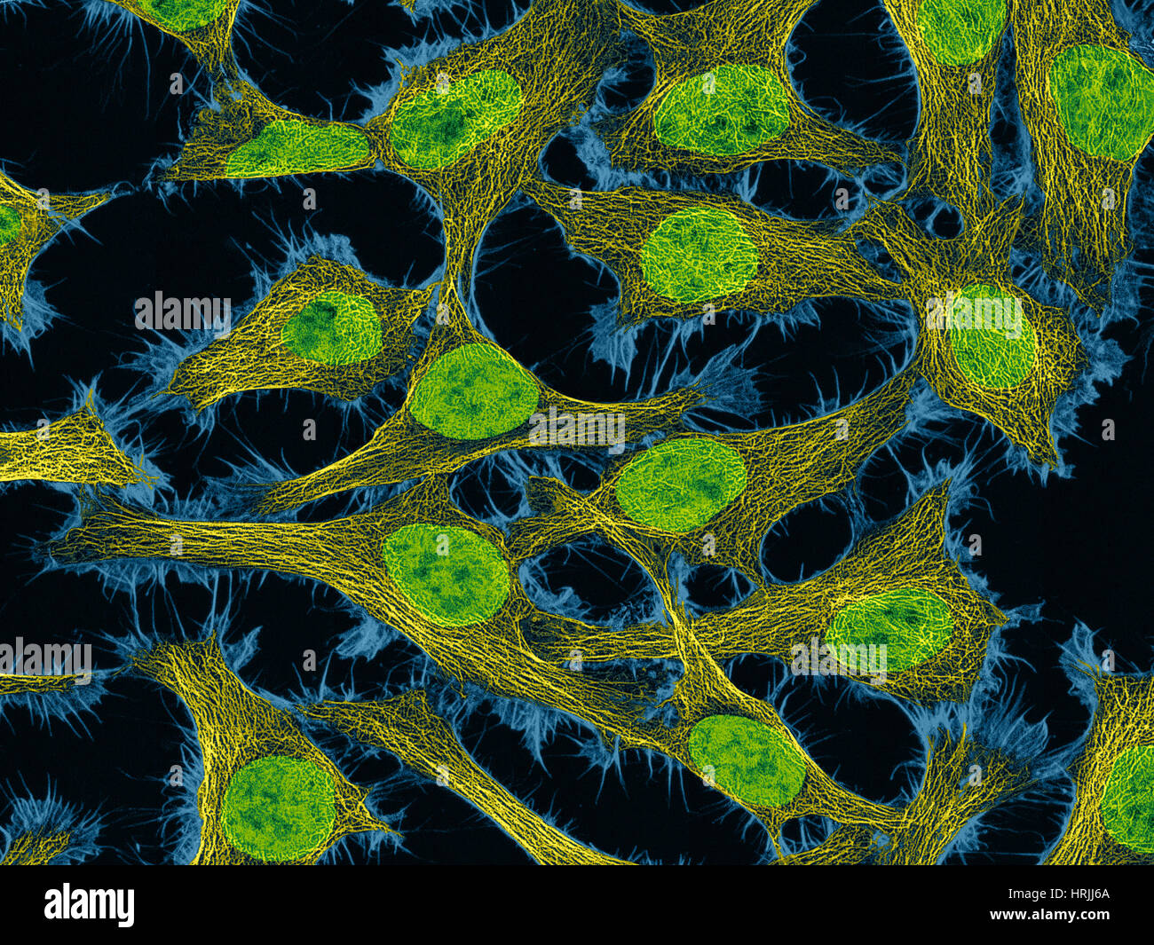 Cytoskeleton microtubules fluorescent -Fotos und -Bildmaterial in hoher ...