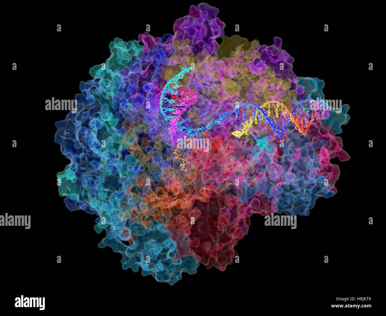 Rna polymerase 2 -Fotos und -Bildmaterial in hoher Auflösung – Alamy