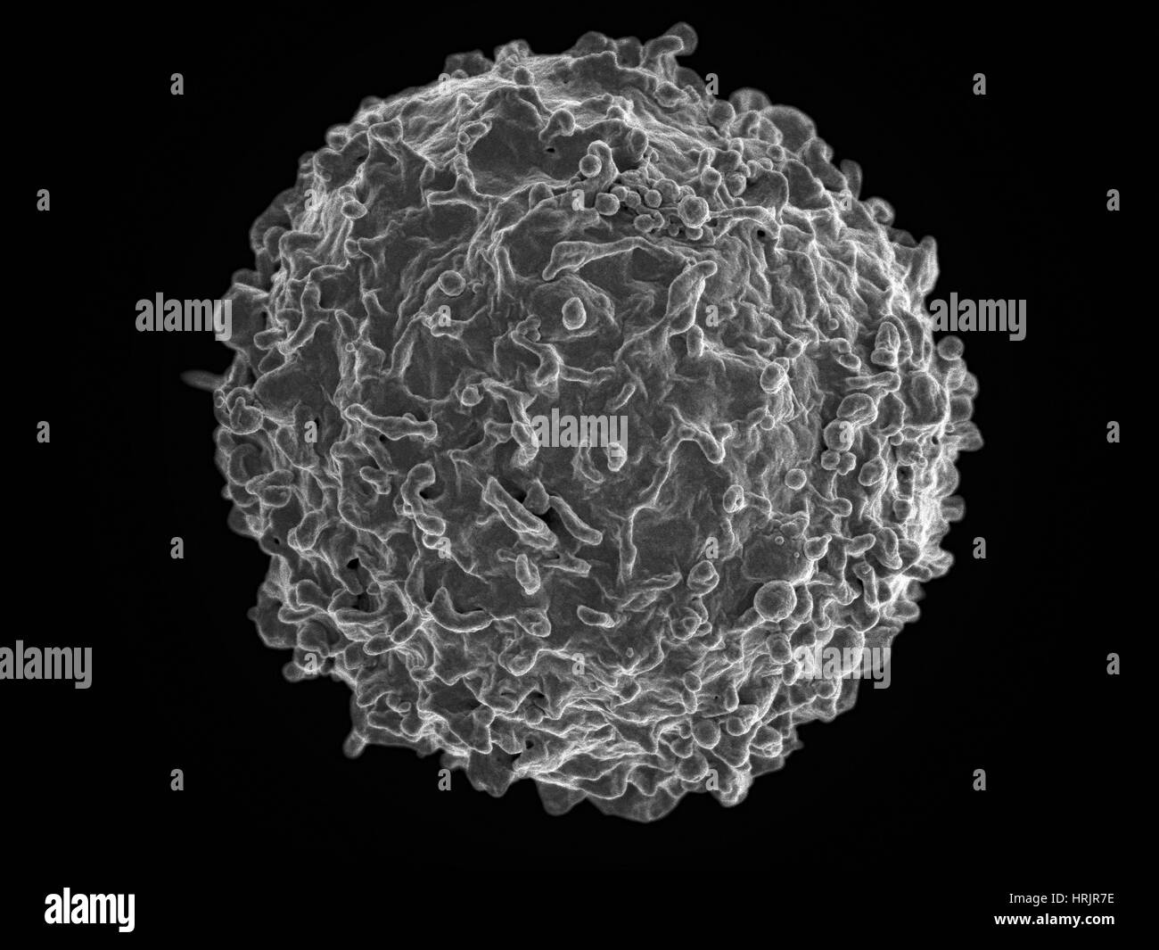 Menschlichen B-Lymphozyten, TEM Stockfotografie - Alamy