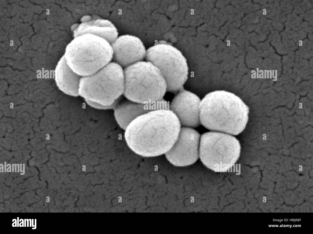 Micrococcus Luteus Bakterien, SEM Stockfotografie - Alamy