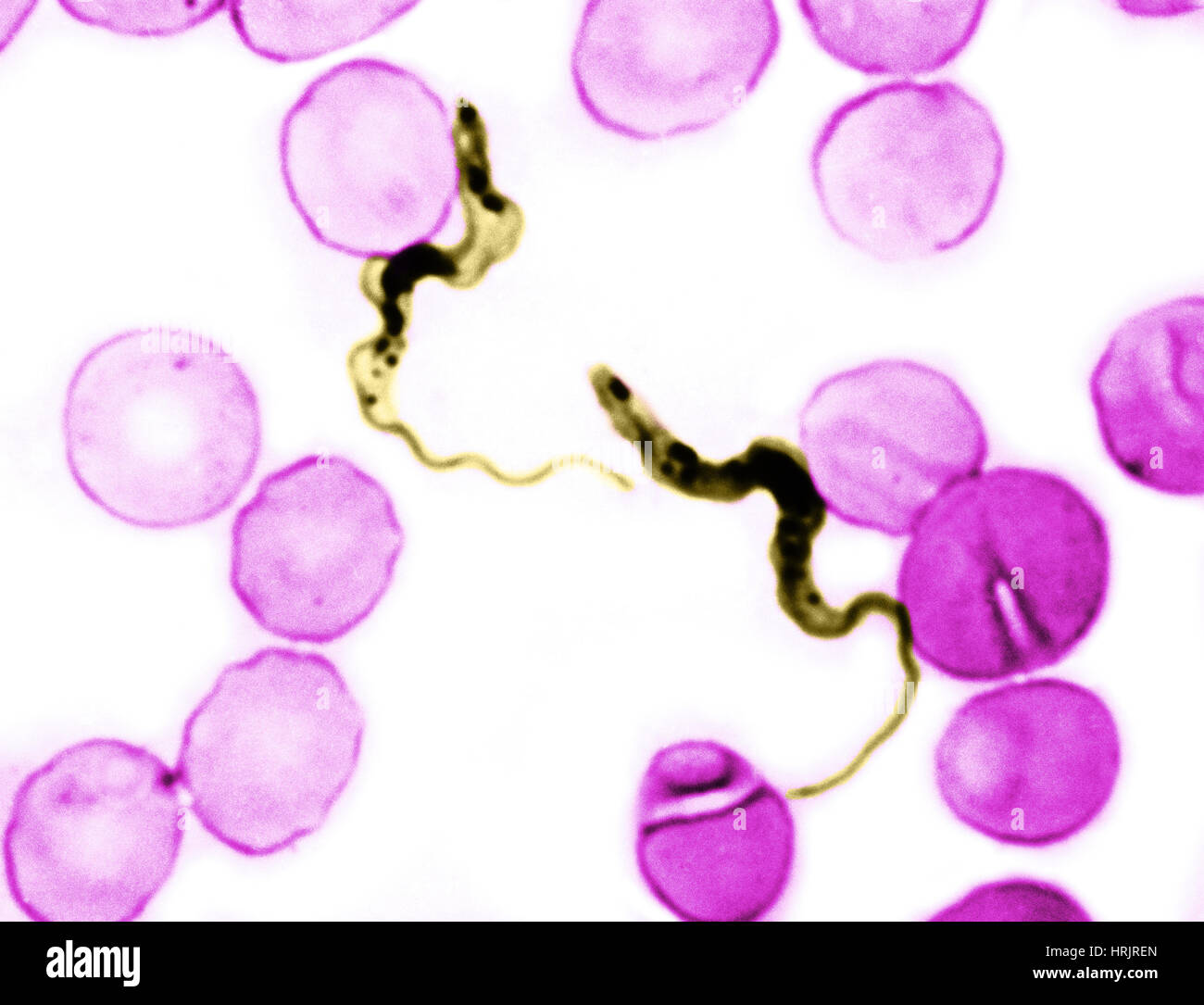Trypanosoma brucei -Fotos und -Bildmaterial in hoher Auflösung – Alamy