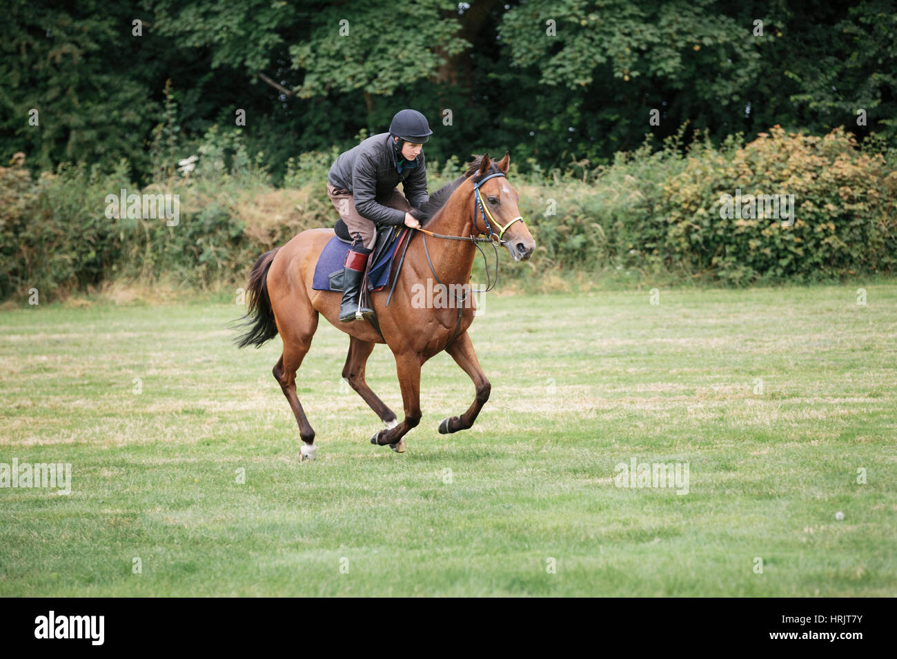 Braunes pferd im galopp -Fotos und -Bildmaterial in hoher Auflösung – Alamy