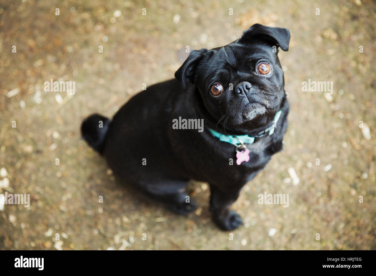 Schwarzer mops hund -Fotos und -Bildmaterial in hoher Auflösung – Alamy