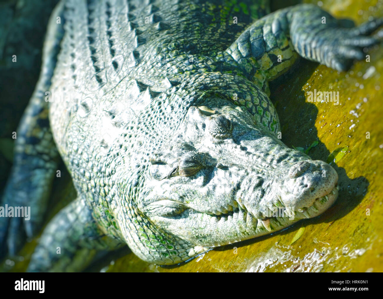 Bilder krokodil -Fotos und -Bildmaterial in hoher Auflösung – Alamy