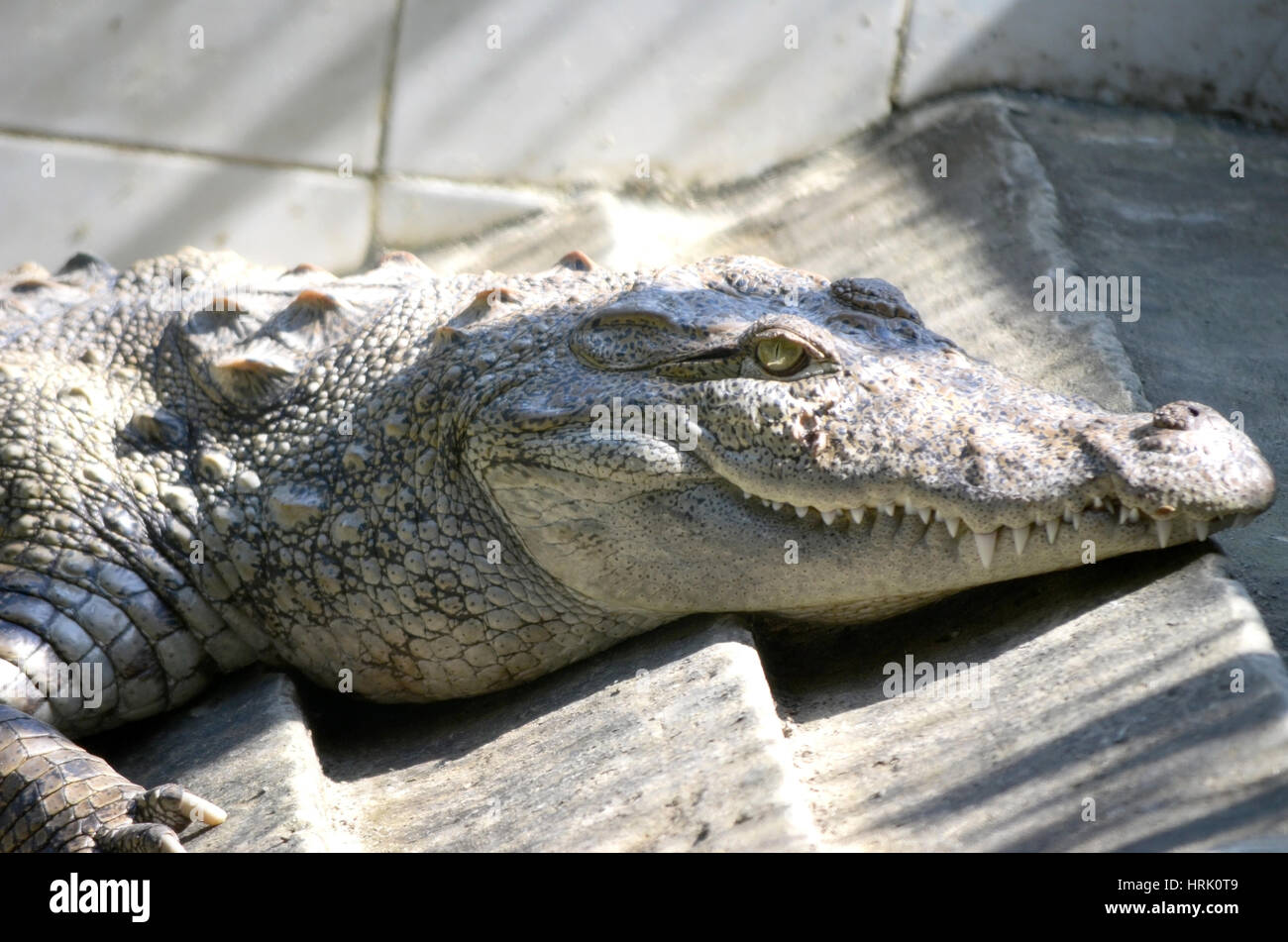Krokodil bilder -Fotos und -Bildmaterial in hoher Auflösung – Alamy