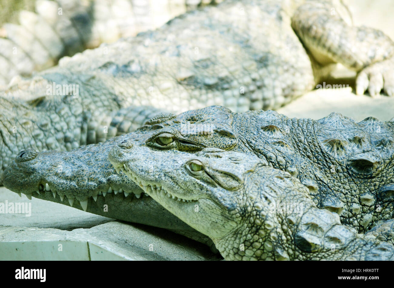 Bilder krokodil -Fotos und -Bildmaterial in hoher Auflösung – Alamy