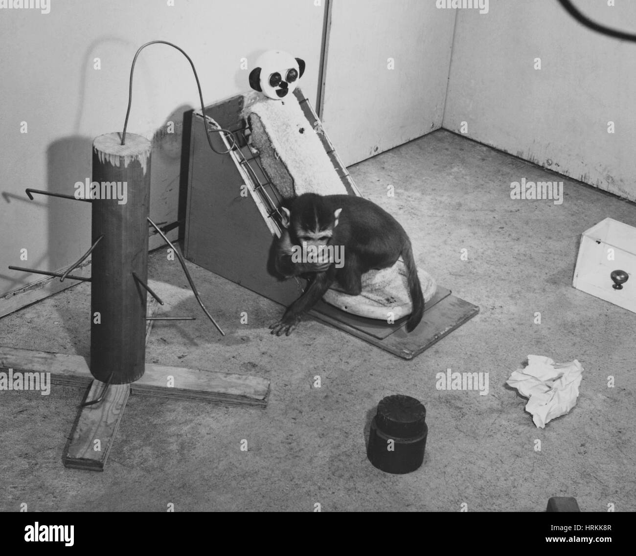 Harry harlow rhesus affen -Fotos und -Bildmaterial in hoher Auflösung ...