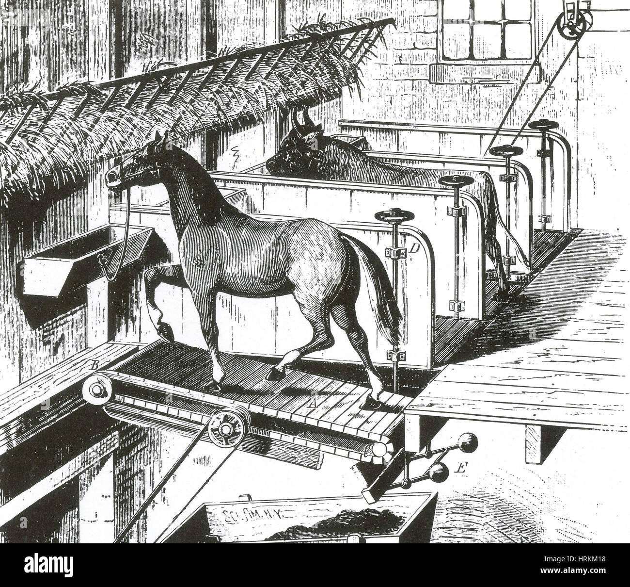 Schrulliges pferd -Fotos und -Bildmaterial in hoher Auflösung – Alamy