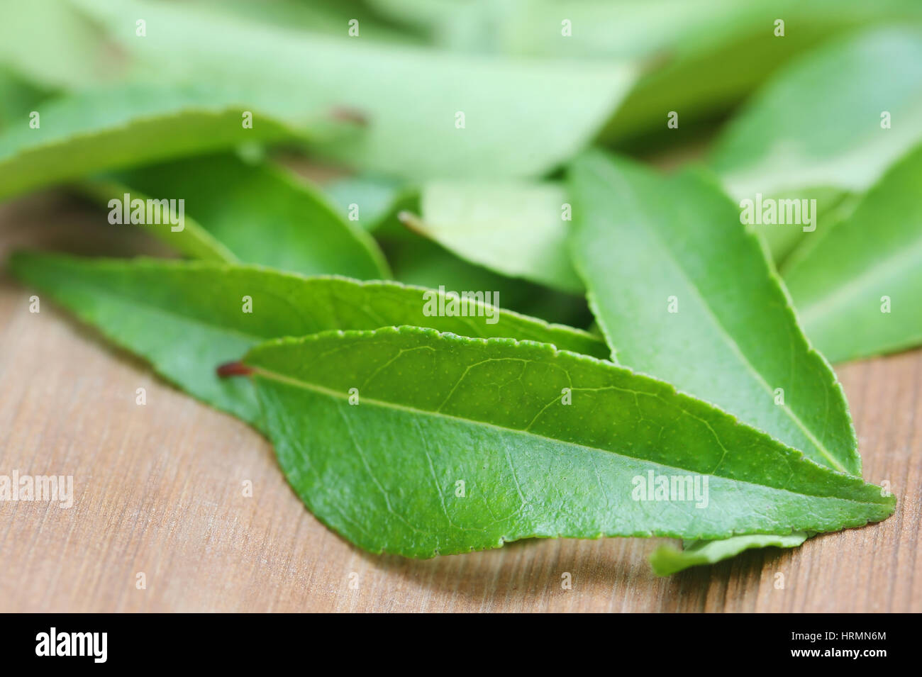 Curry blatt baum murraya koenigii -Fotos und -Bildmaterial in hoher ...
