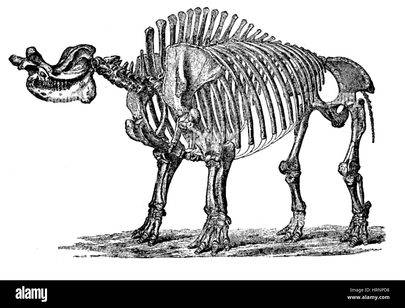Brontops robustus -Fotos und -Bildmaterial in hoher Auflösung – Alamy