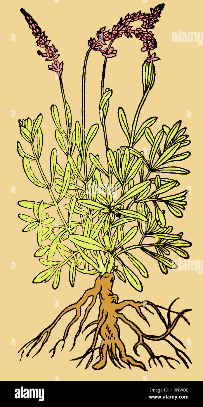 Alchemie erde -Fotos und -Bildmaterial in hoher Auflösung – Alamy