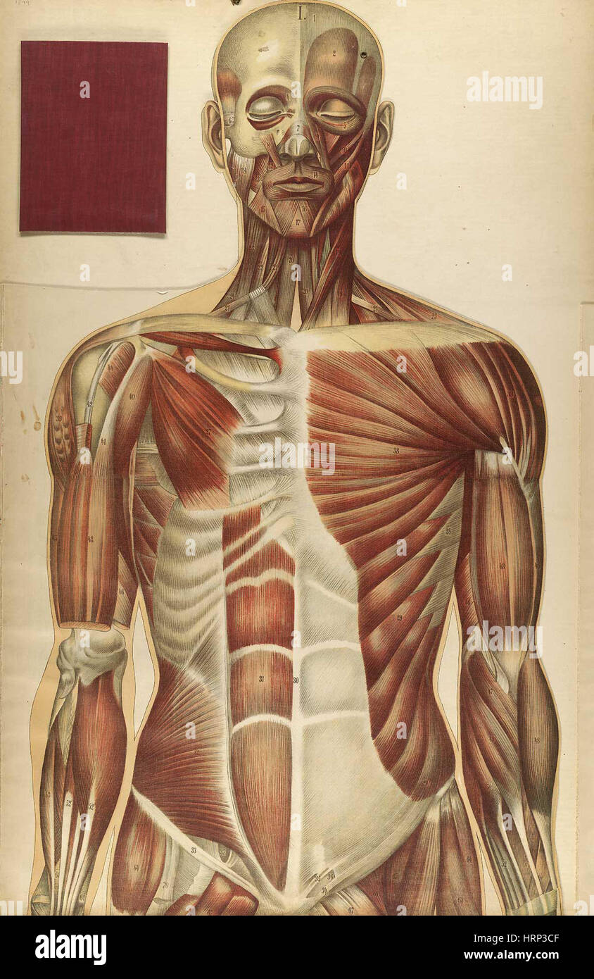 Le corps humain -Fotos und -Bildmaterial in hoher Auflösung – Alamy