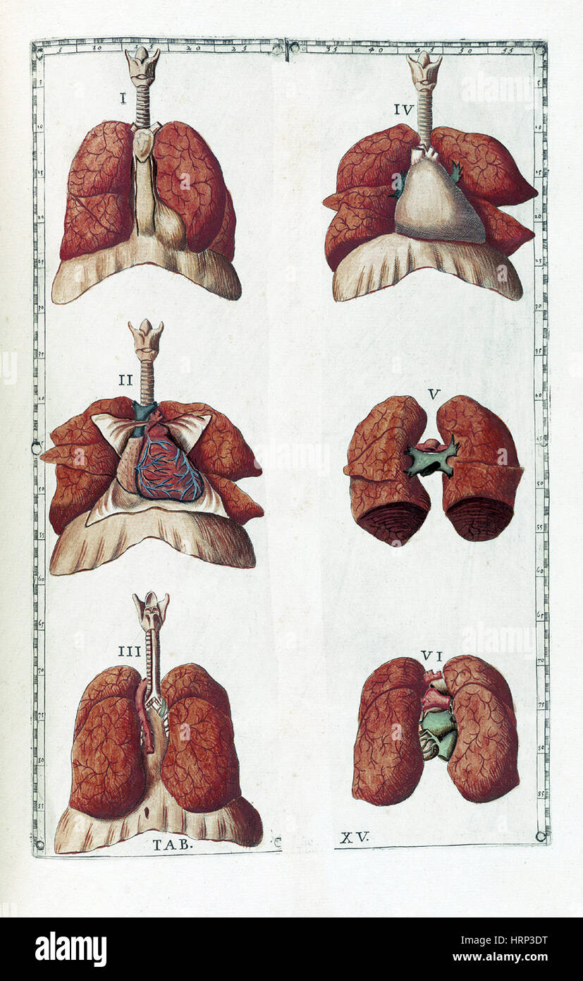 Eustachi tabulae anatomicae -Fotos und -Bildmaterial in hoher Auflösung ...