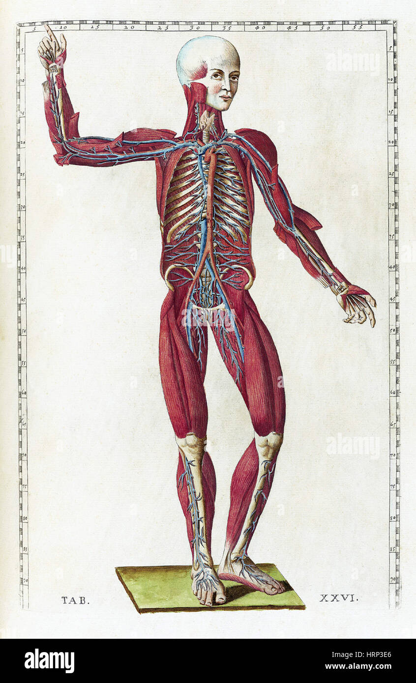 Eustachi, "Tabulae Anatomicae", 1783 Stockfotografie - Alamy