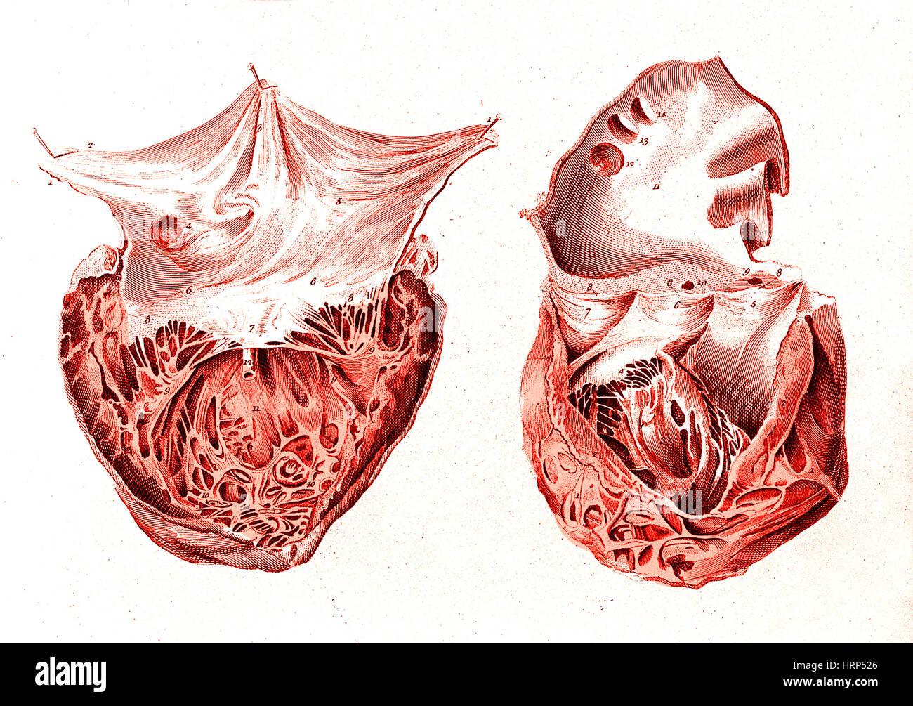 Dissected Heart Stockfotos und -bilder Kaufen - Alamy