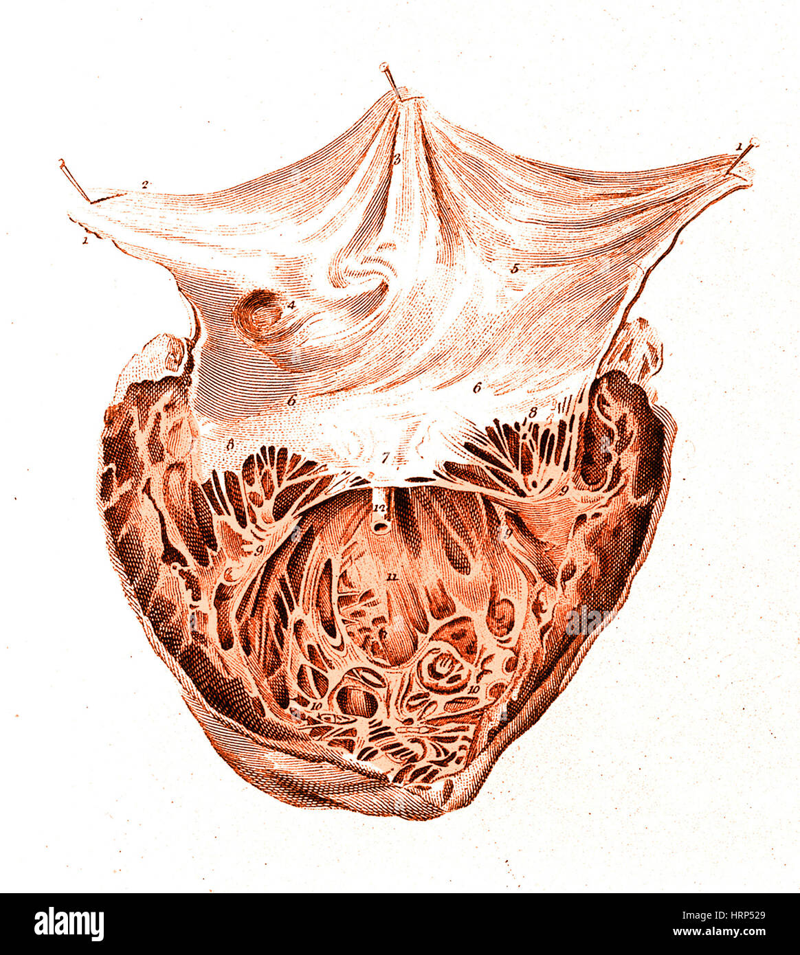 Dissected Heart Stockfotos und -bilder Kaufen - Alamy
