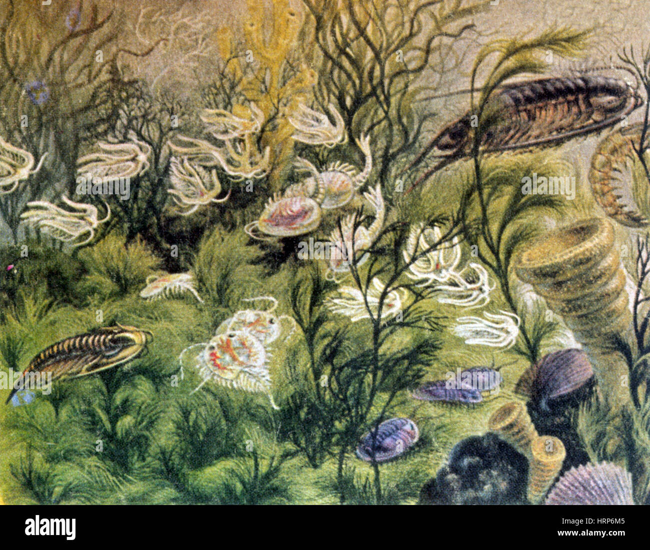 Paläozoikum, prähistorische Meeresfauna Stockfotografie - Alamy