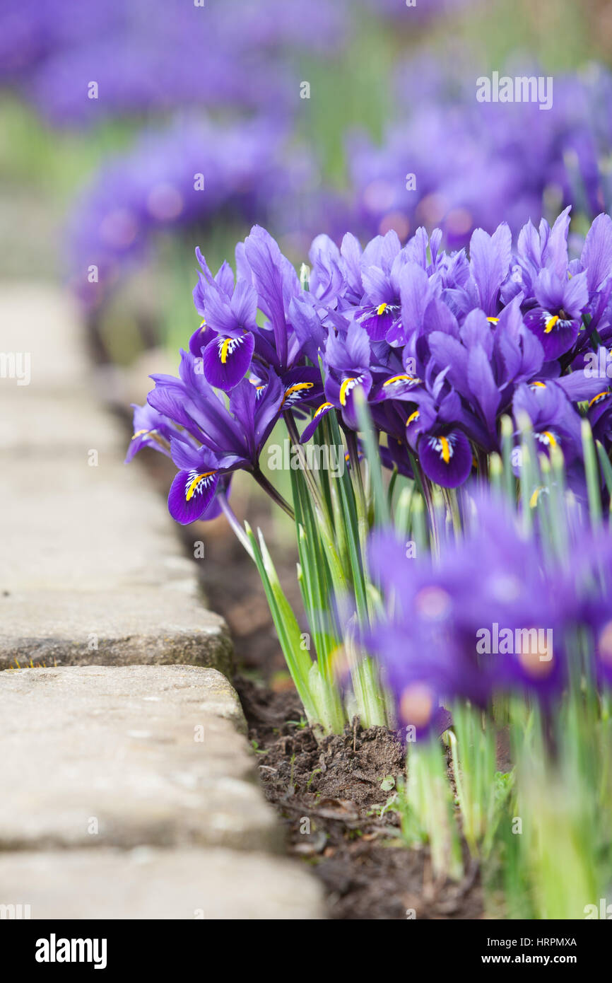 Harmonie der winteriris Stockfotos und -bilder Kaufen - Alamy