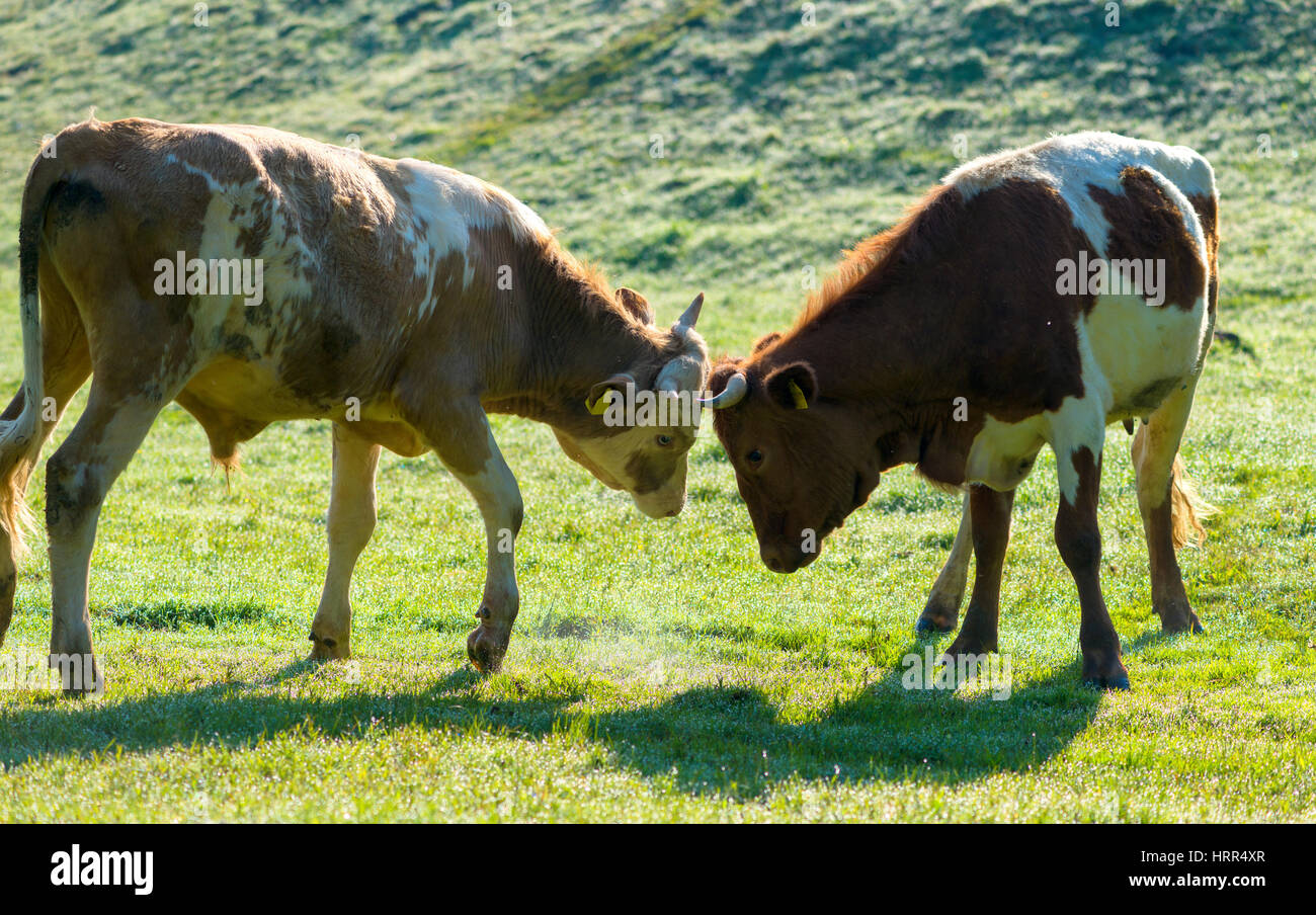 Cow fighting -Fotos und -Bildmaterial in hoher Auflösung – Alamy