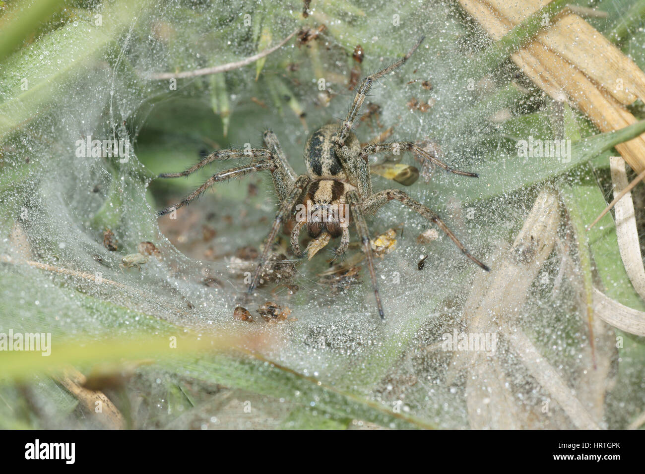 Labyrinth spinne agelena -Fotos und -Bildmaterial in hoher Auflösung ...