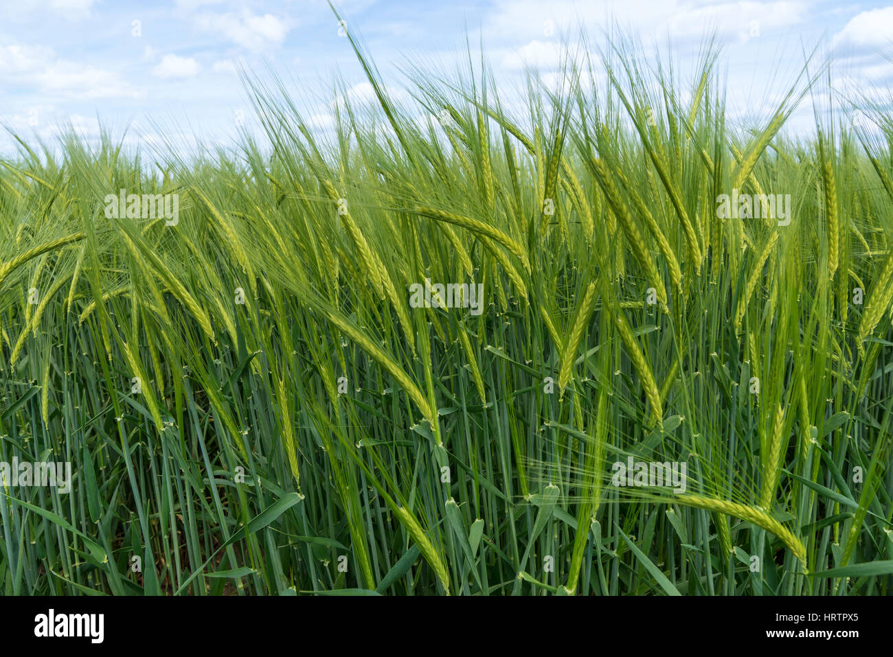 Gerstenkorn hordeum vulgare -Fotos und -Bildmaterial in hoher Auflösung ...