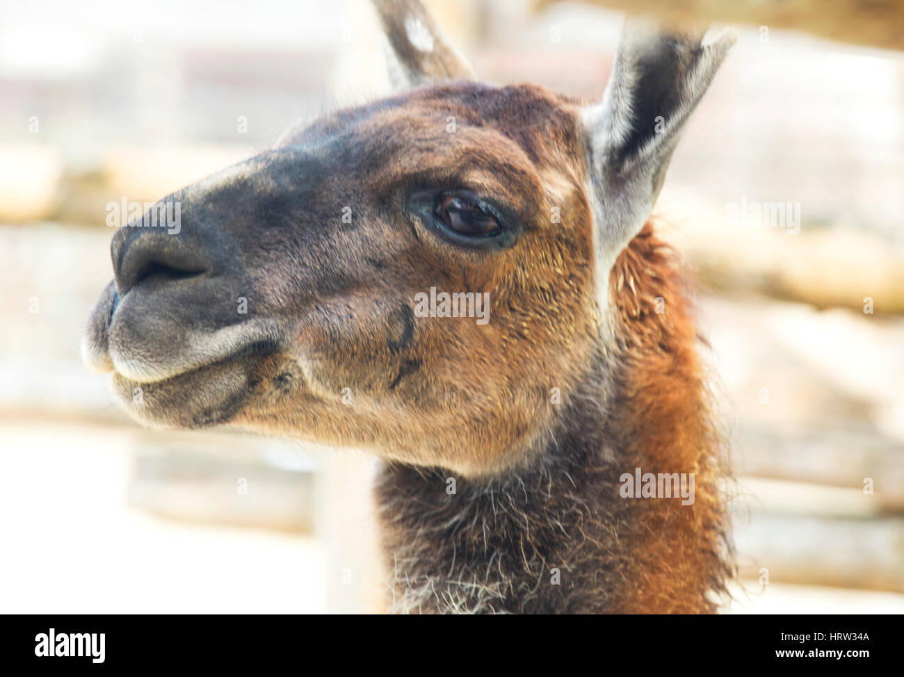 Lama Spucken Stockfotos und -bilder Kaufen - Alamy