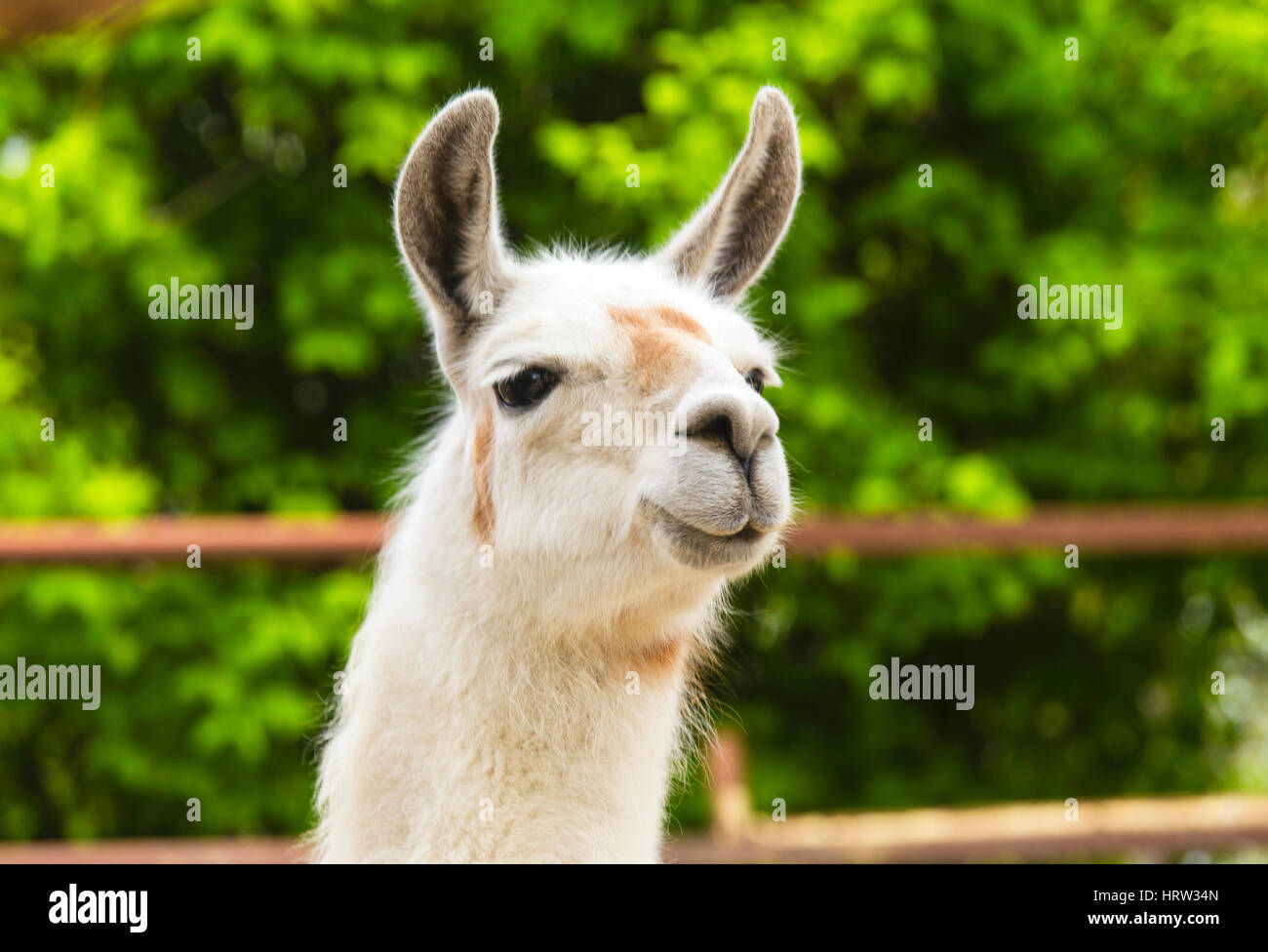 Lama im zoo Stockfotografie - Alamy