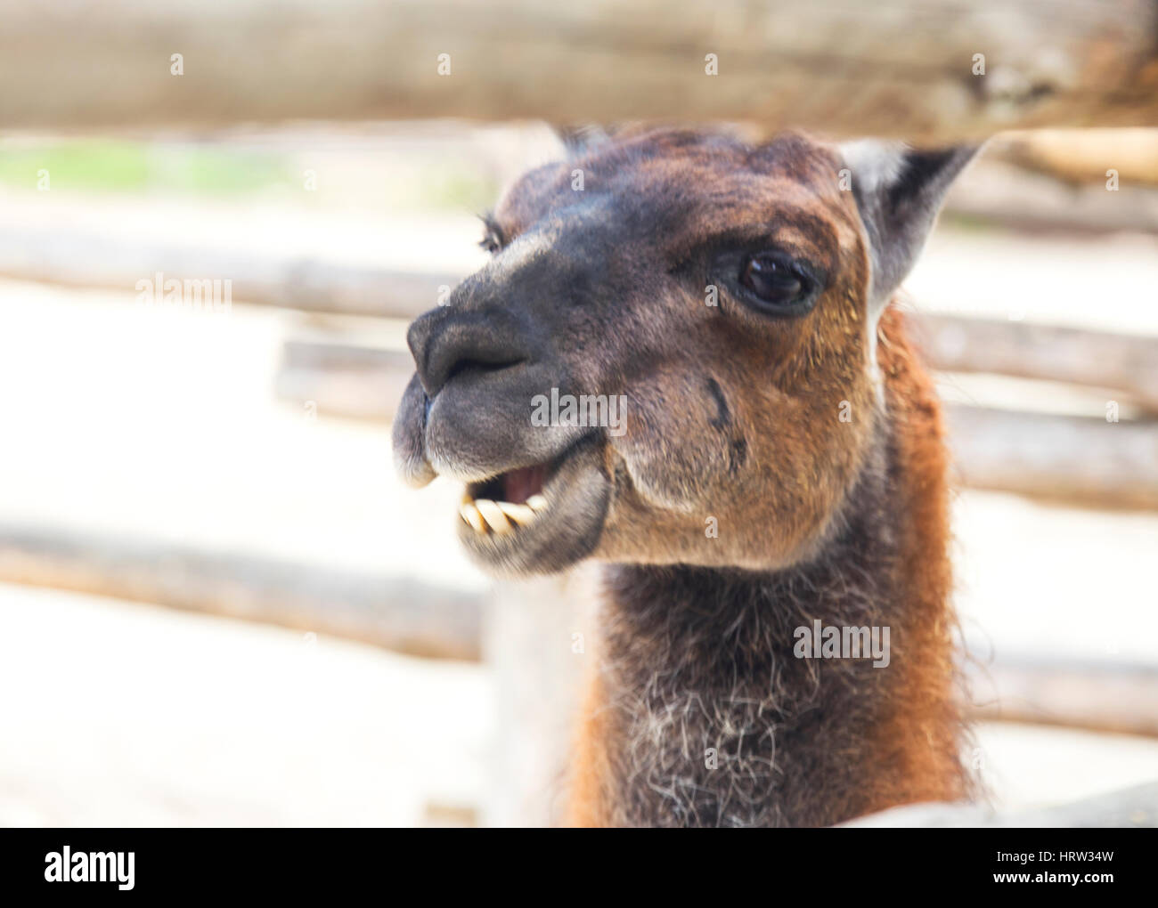 Lama Spucken Stockfotos und -bilder Kaufen - Alamy
