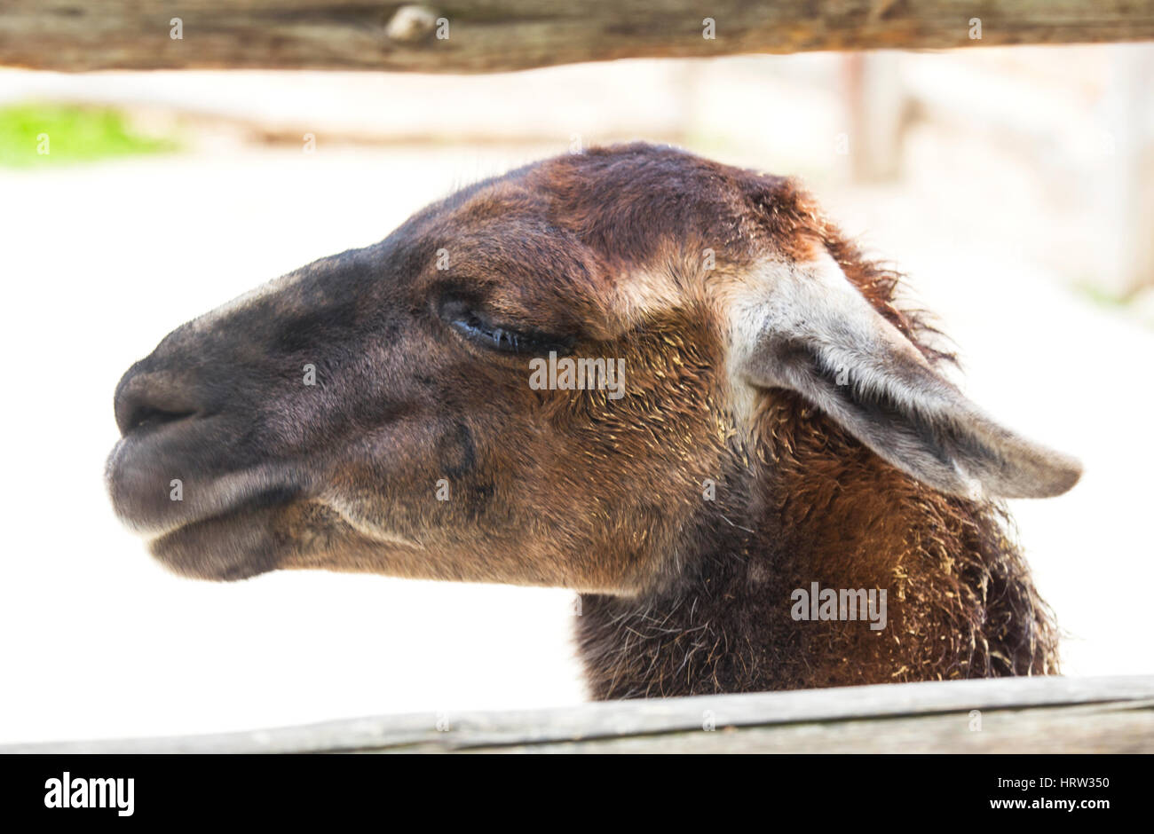 Lama Spucken Stockfotos und -bilder Kaufen - Alamy
