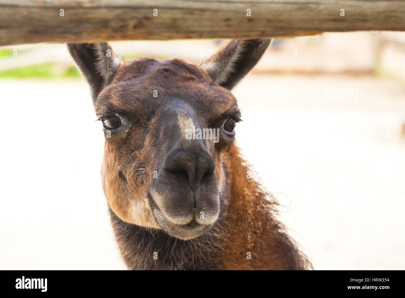 Lama Spucken Stockfotos und -bilder Kaufen - Alamy