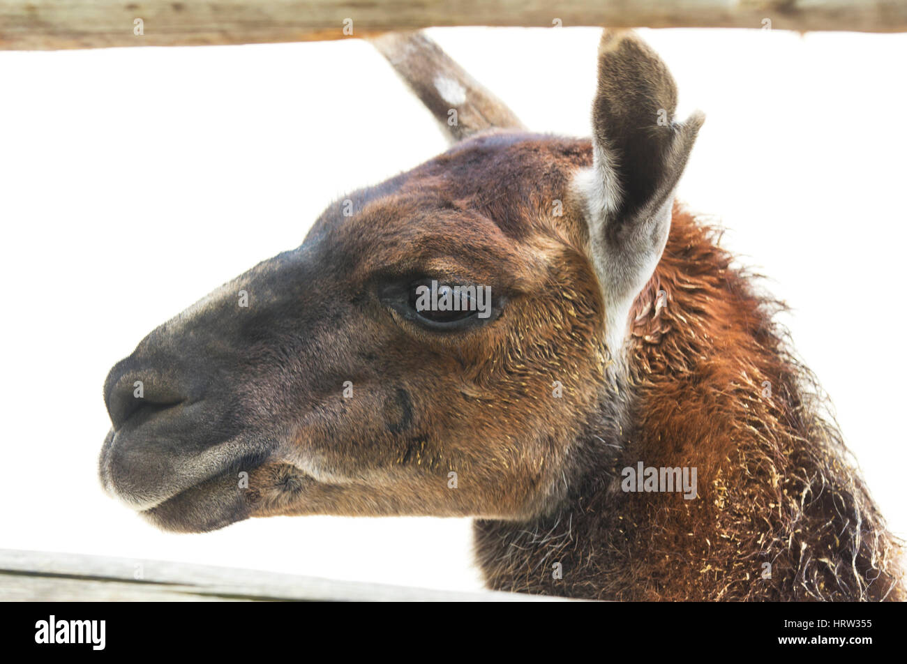 Lama Spucken Stockfotos und -bilder Kaufen - Alamy