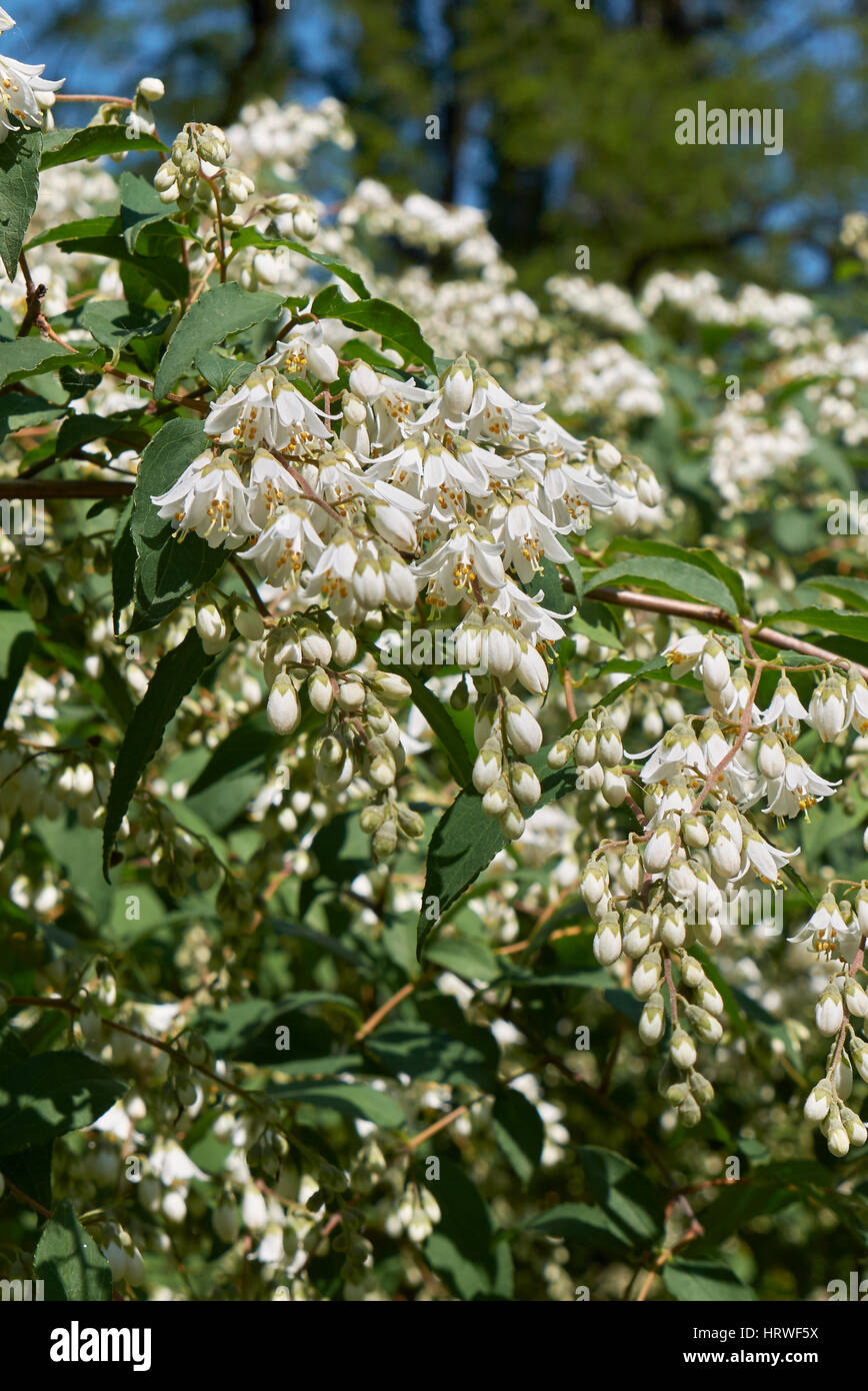 Deutzia scabra plena -Fotos und -Bildmaterial in hoher Auflösung – Alamy