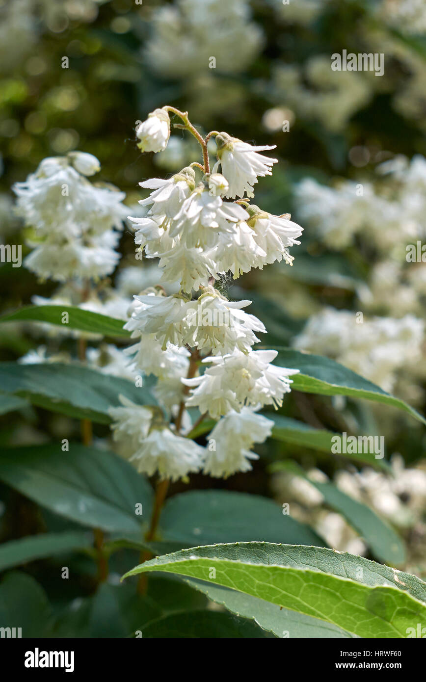 Raue deutzie -Fotos und -Bildmaterial in hoher Auflösung – Alamy