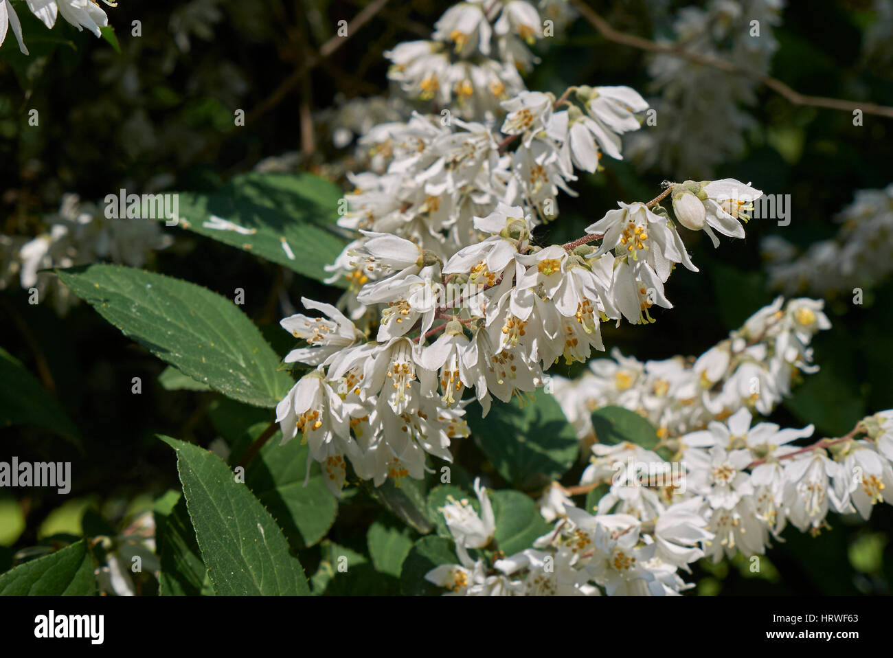 Zierliche Deutzie Stockfotos und -bilder Kaufen - Alamy