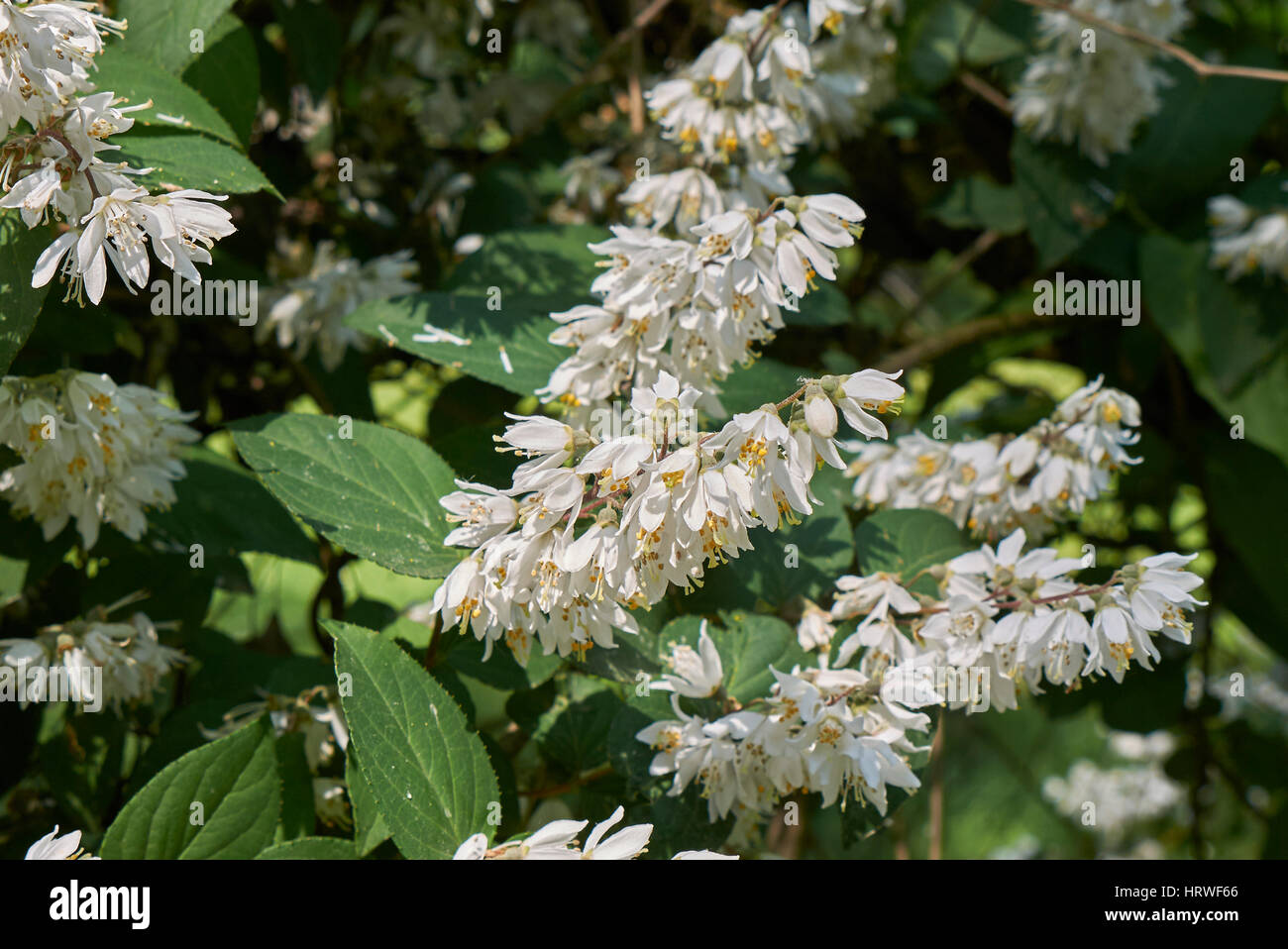 Zierliche Deutzie Stockfotos und -bilder Kaufen - Alamy