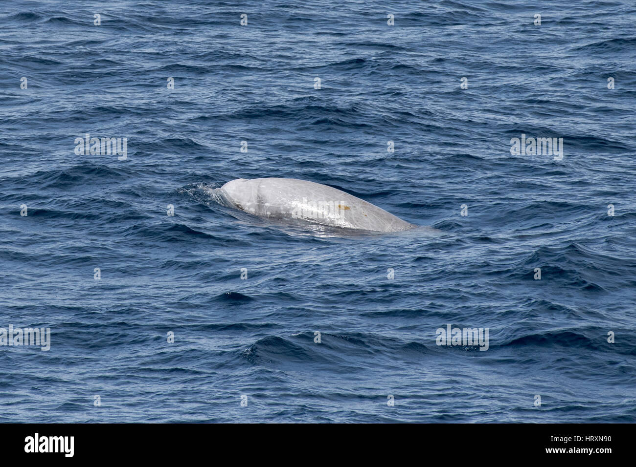 Cuviers schnabelwal -Fotos und -Bildmaterial in hoher Auflösung – Alamy