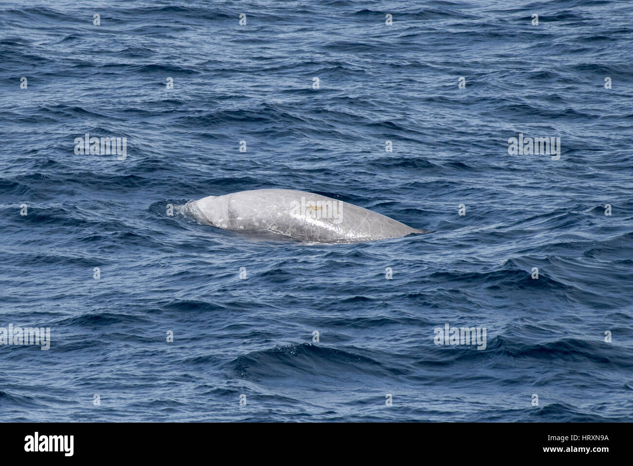 Male cuviers beaked whale -Fotos und -Bildmaterial in hoher Auflösung ...