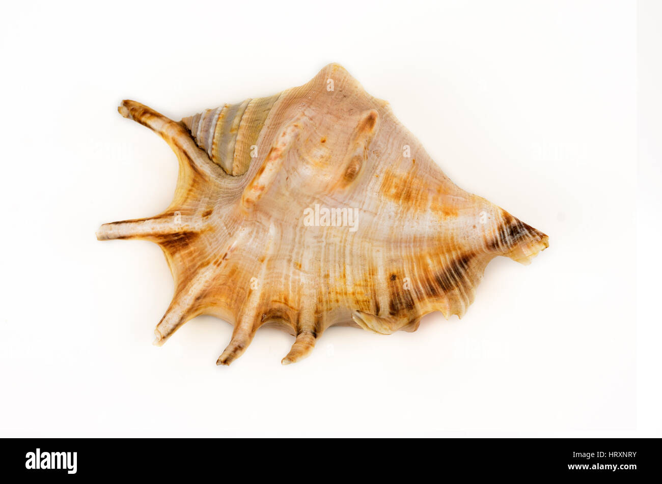 Muschel am strand Ausgeschnittene Stockfotos und -bilder - Alamy
