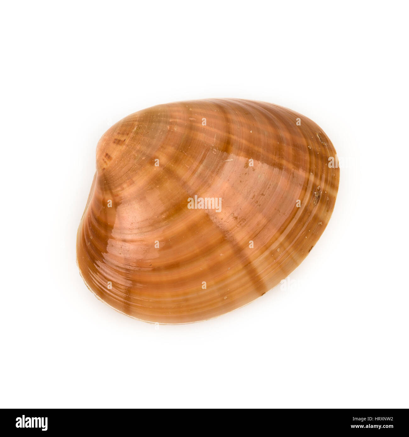 Muschel am strand Ausgeschnittene Stockfotos und -bilder - Alamy