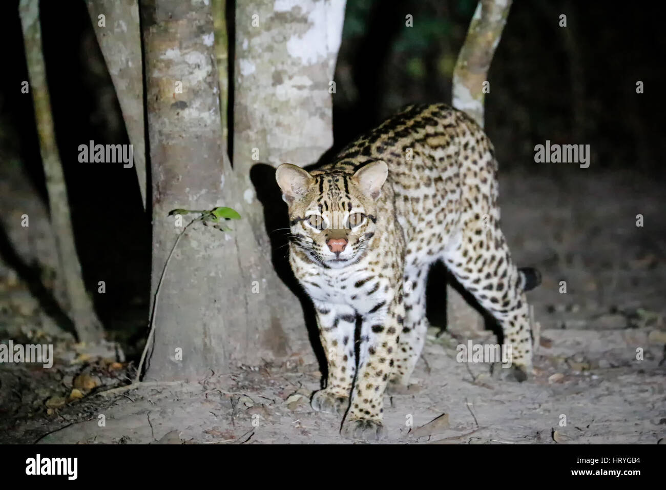 Ozelot leopardus pardalis nacht -Fotos und -Bildmaterial in hoher ...