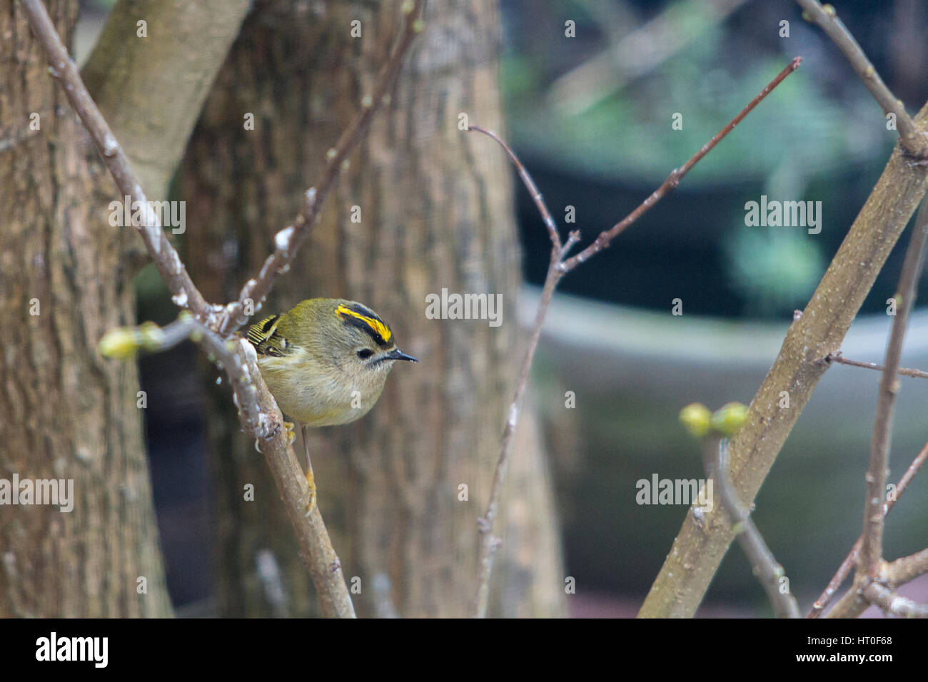 Gold crest Regulus britischen kleinste Tiere Vogel Winter Besucher ...