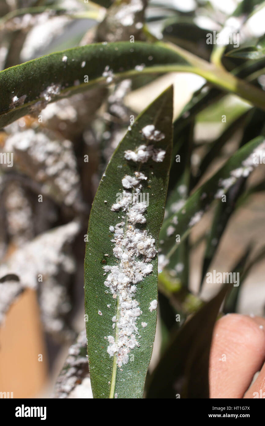 Schmierlaus auf Blatt Feigen. Insektenbefall Pflanze Ficus elastica ...