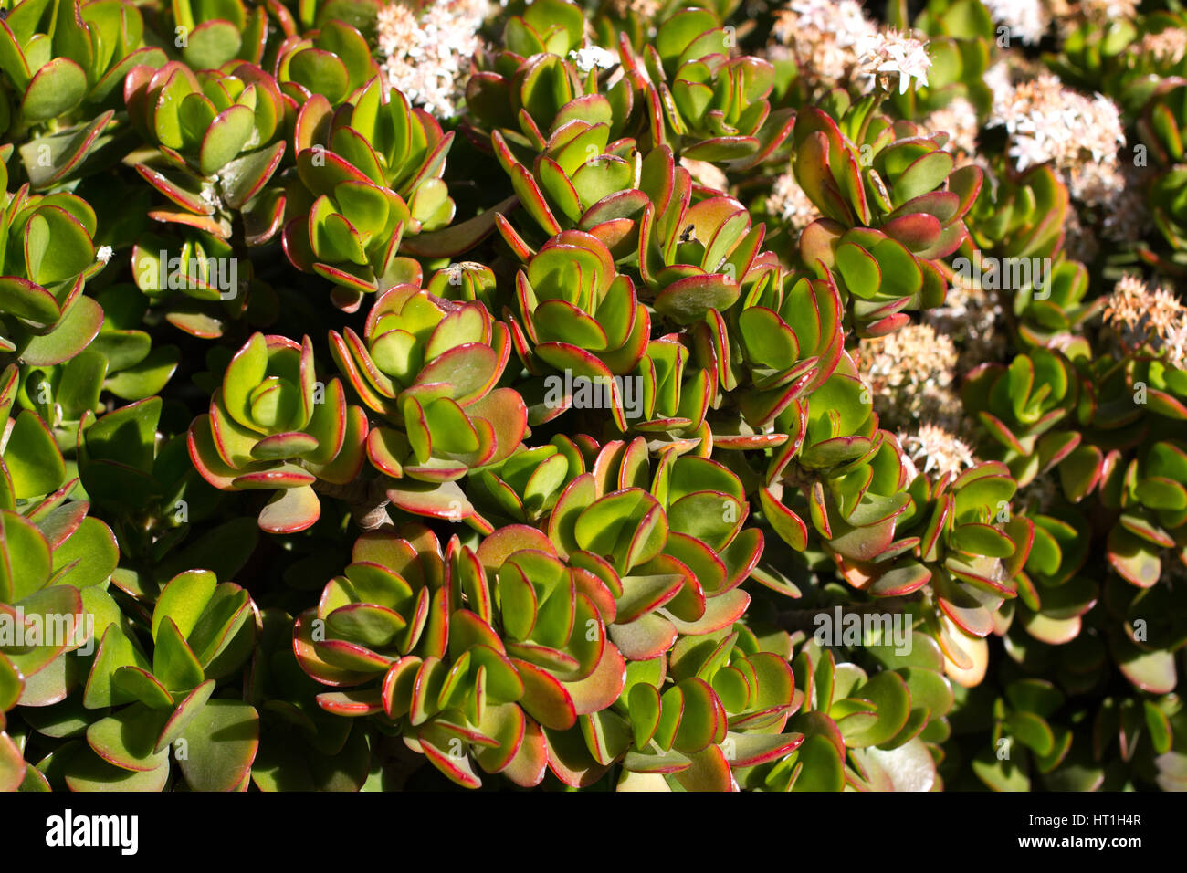 Geldbaum mit rosa Blüten. Crassula. Mauerpfeffer Sukkulenten ...