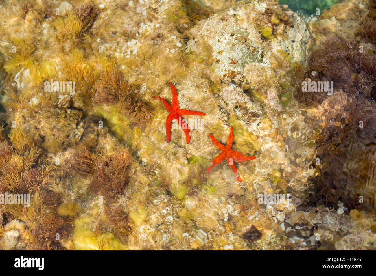 Roter Seestern im Wasser an der Côte d ' Azur Stockfotografie - Alamy